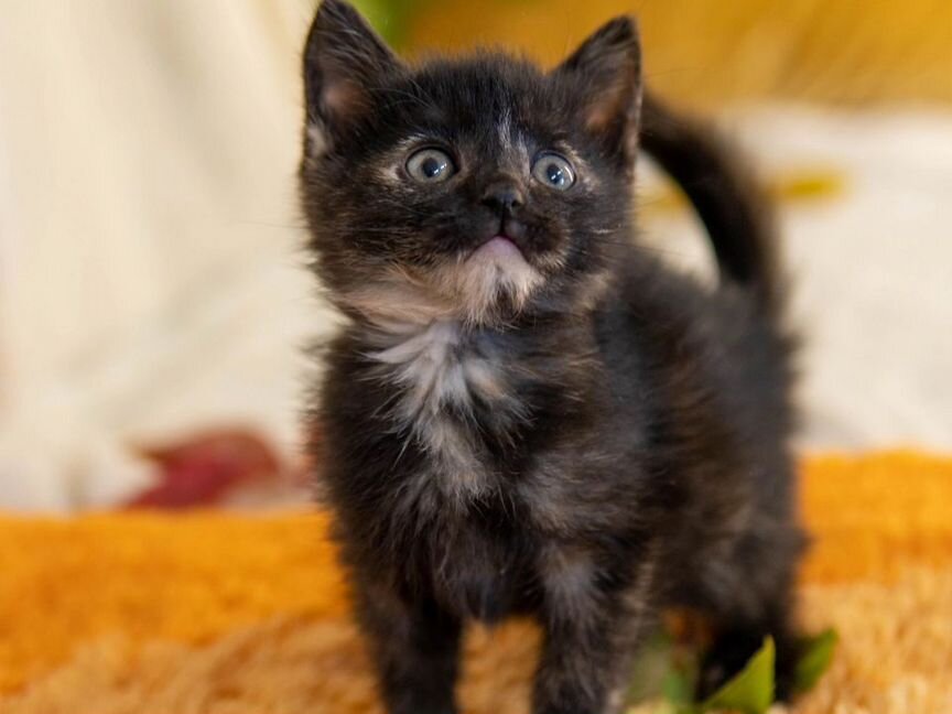 Красивая черепаховая кошечка Черника