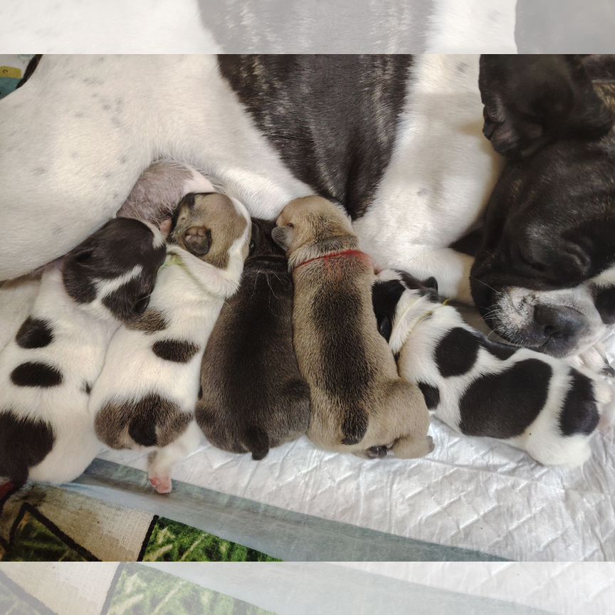 Французский бульдог, щенок