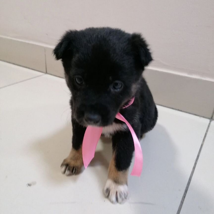 Милашка в добрые руки