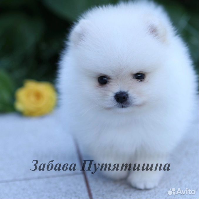 Шпиц мальчик кроха