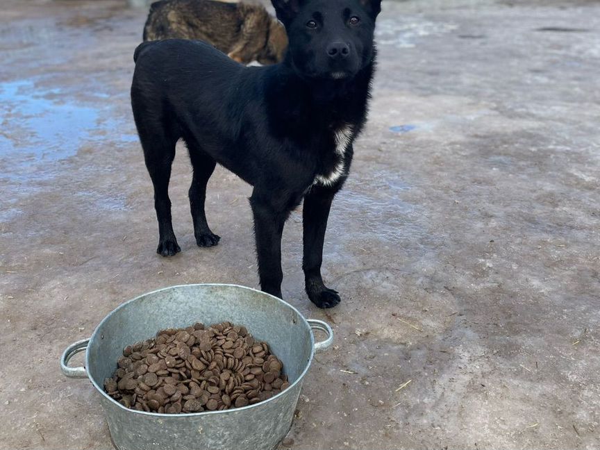 Собака в добрые руки отдам бесплатно