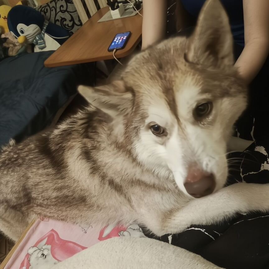 Сибирский хаски, взрослая собака