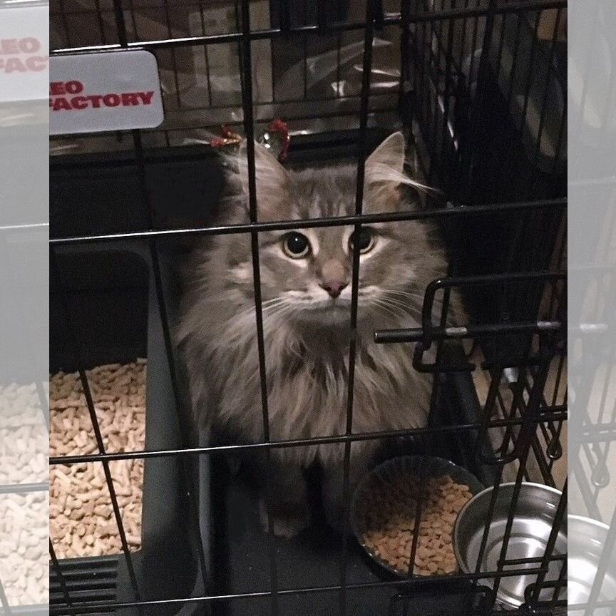 Взрослая, Девочка кошка в добрые руки