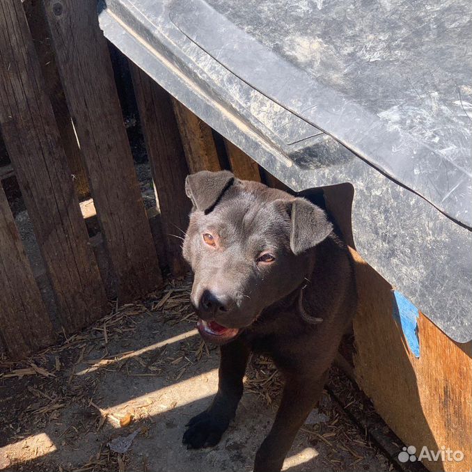 Помесь шарпея