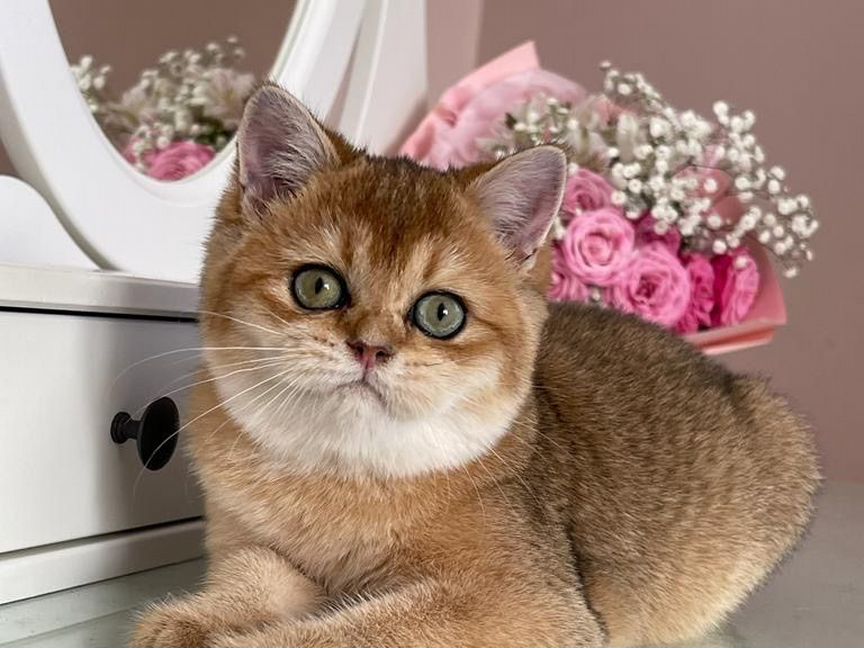 Британская короткошерстная девочка