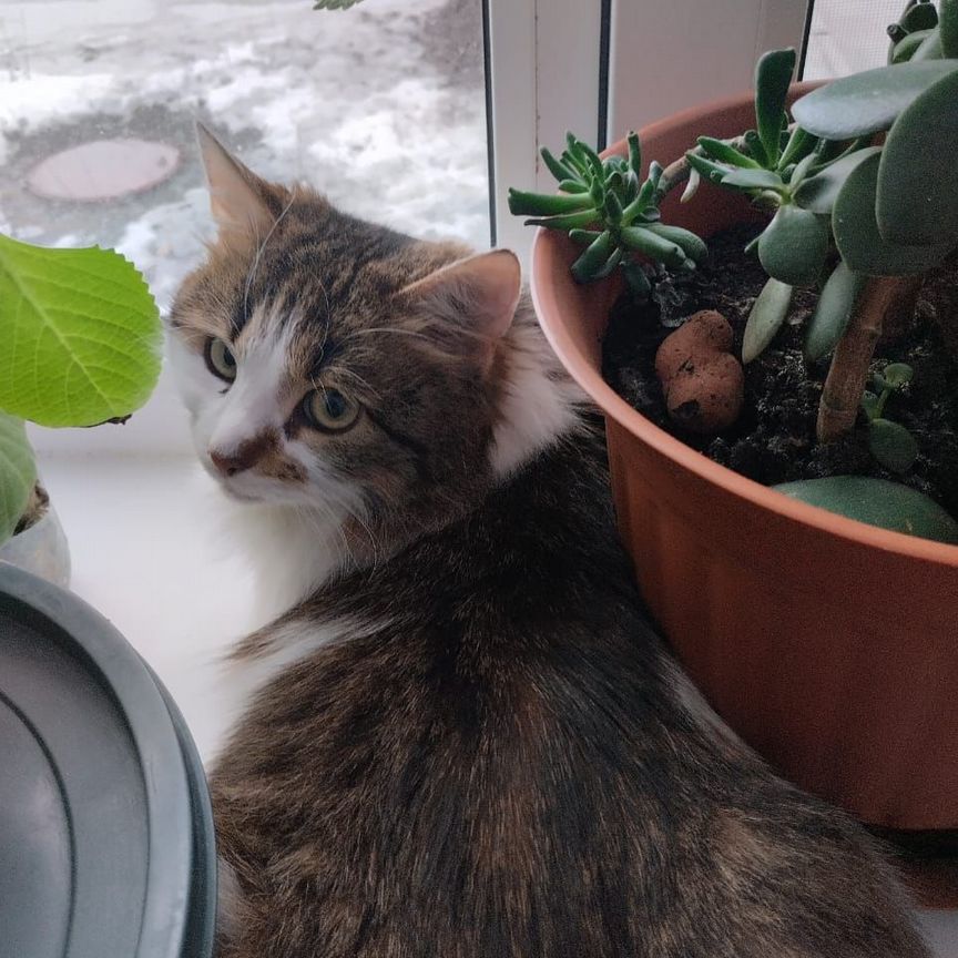 Великолепный молоденький котик, привитый