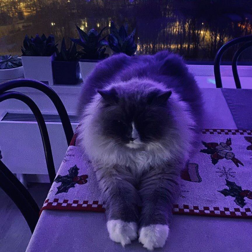 Продам кота 5 лет