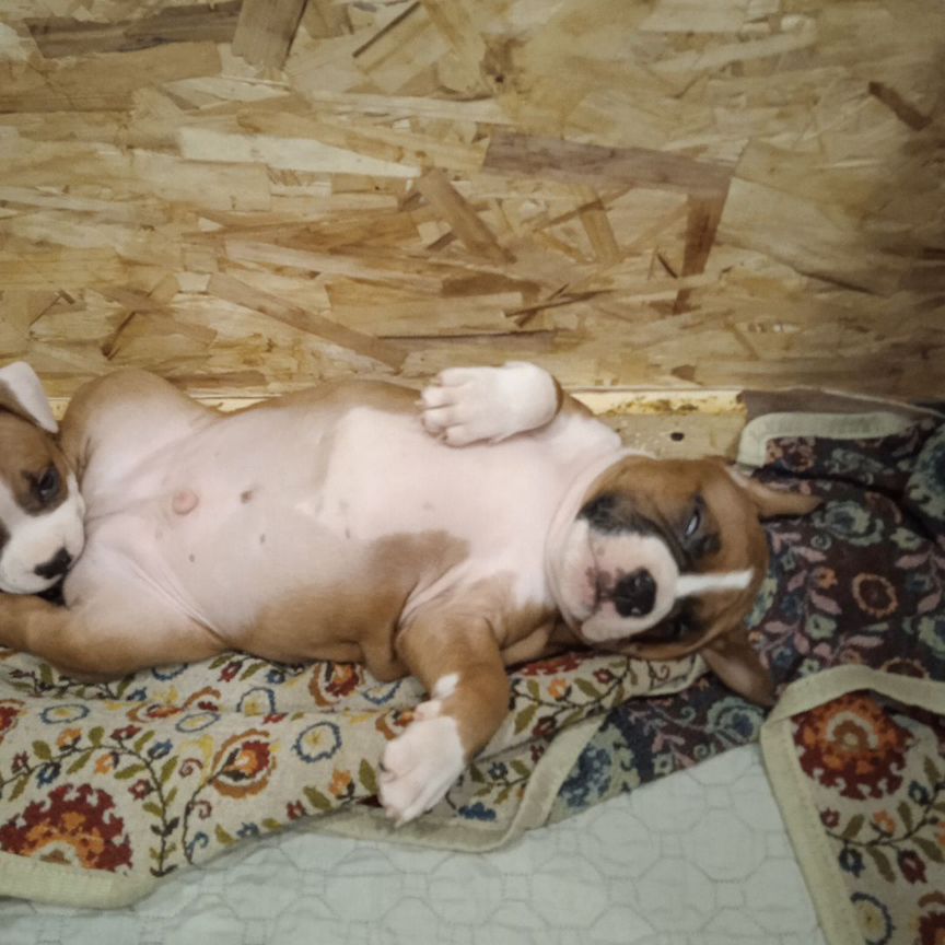 Амстафф щенки