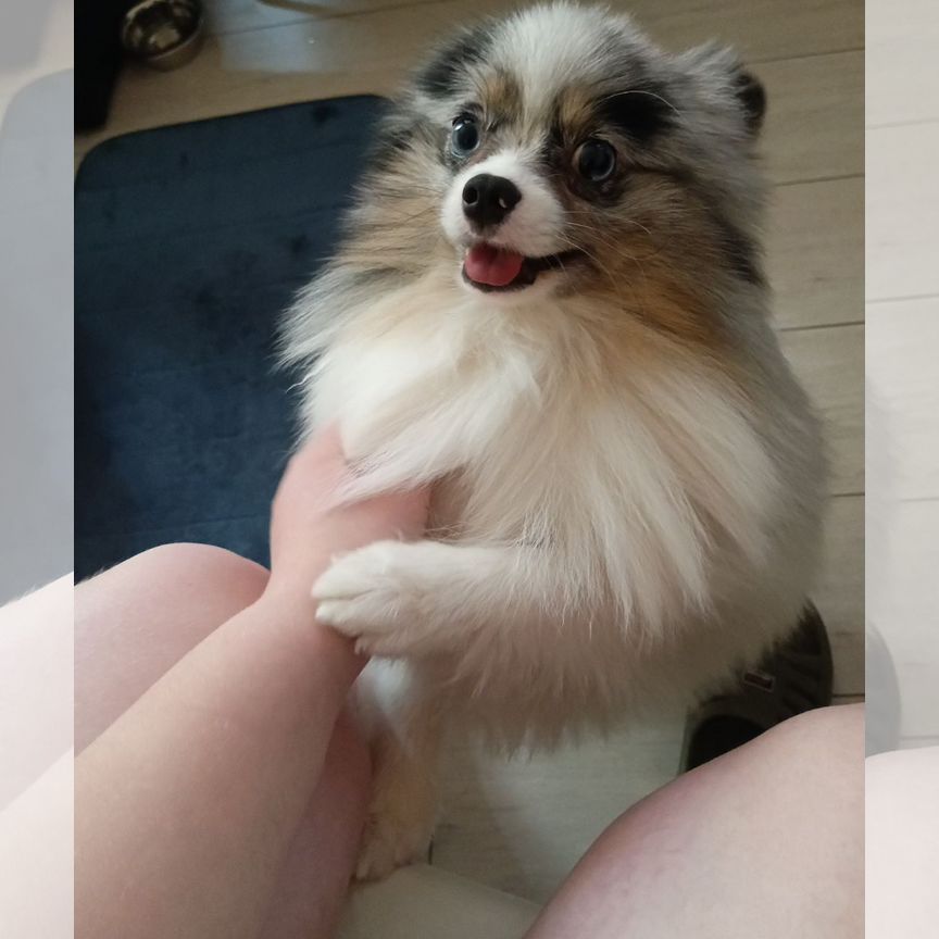 Померанский шпиц, щенок