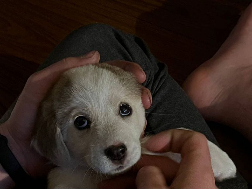 Собака в добрые руки