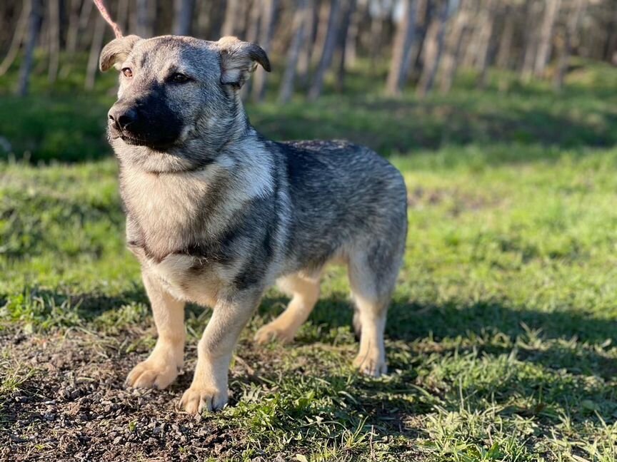 Коротколапик