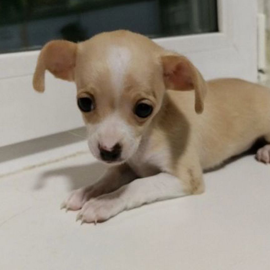 Русский той-терьер, щенок