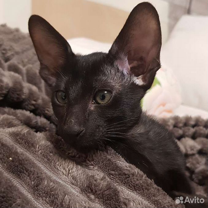Ориентальная кошка котенок