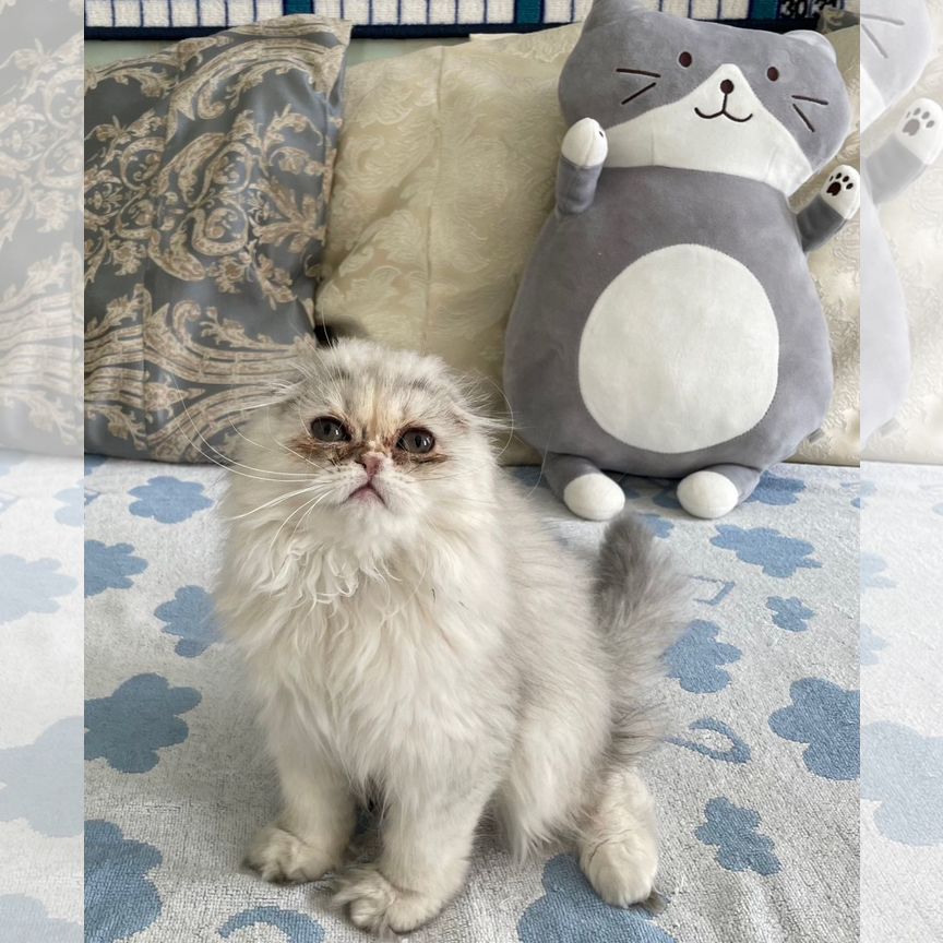 Продам шотландского котенка