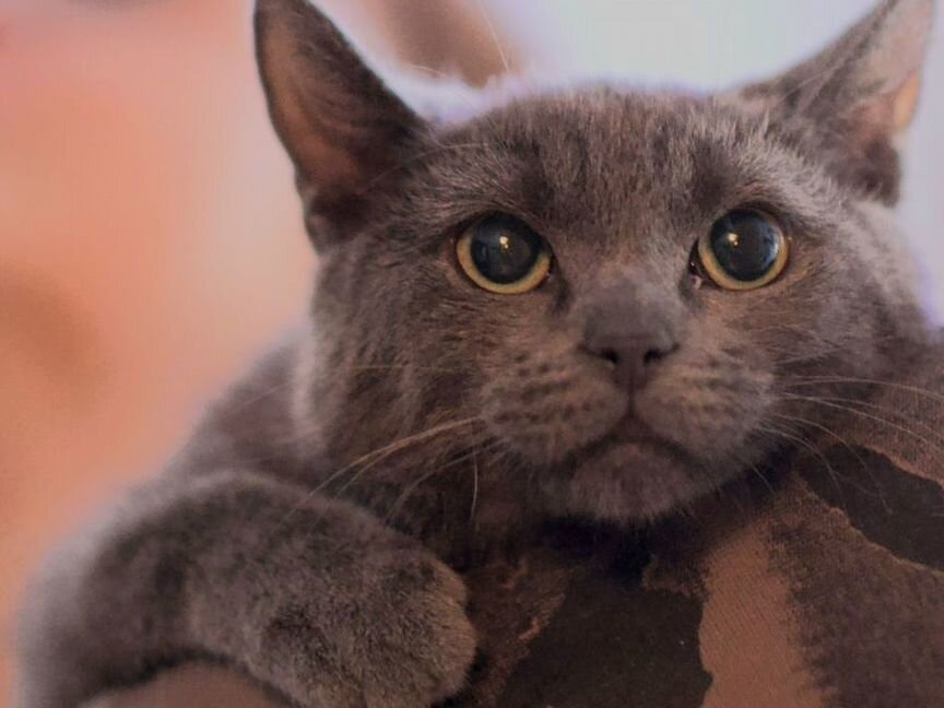 Иргина- голубая девочка, котенок