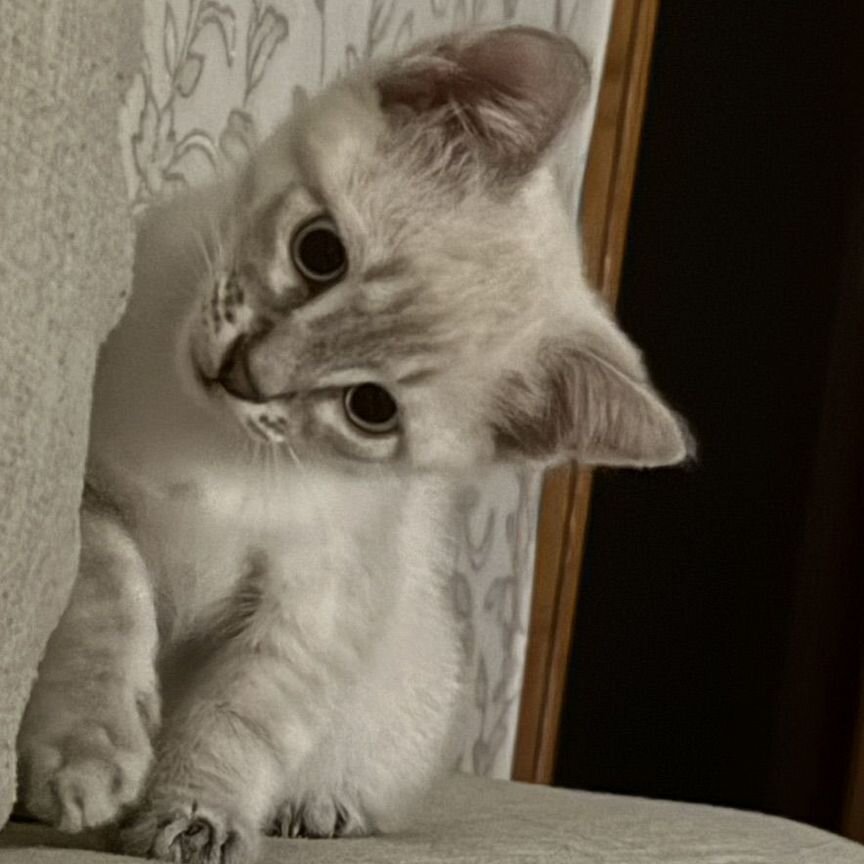 Отдам бесплатно