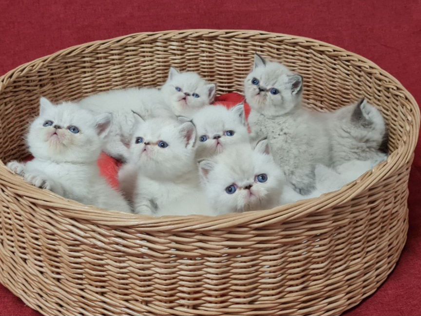 Котята экзоты