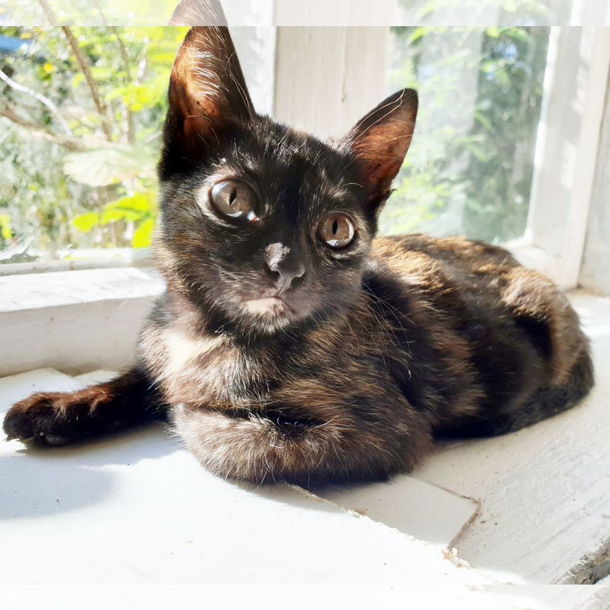 Пестрая кошечка (котенок)