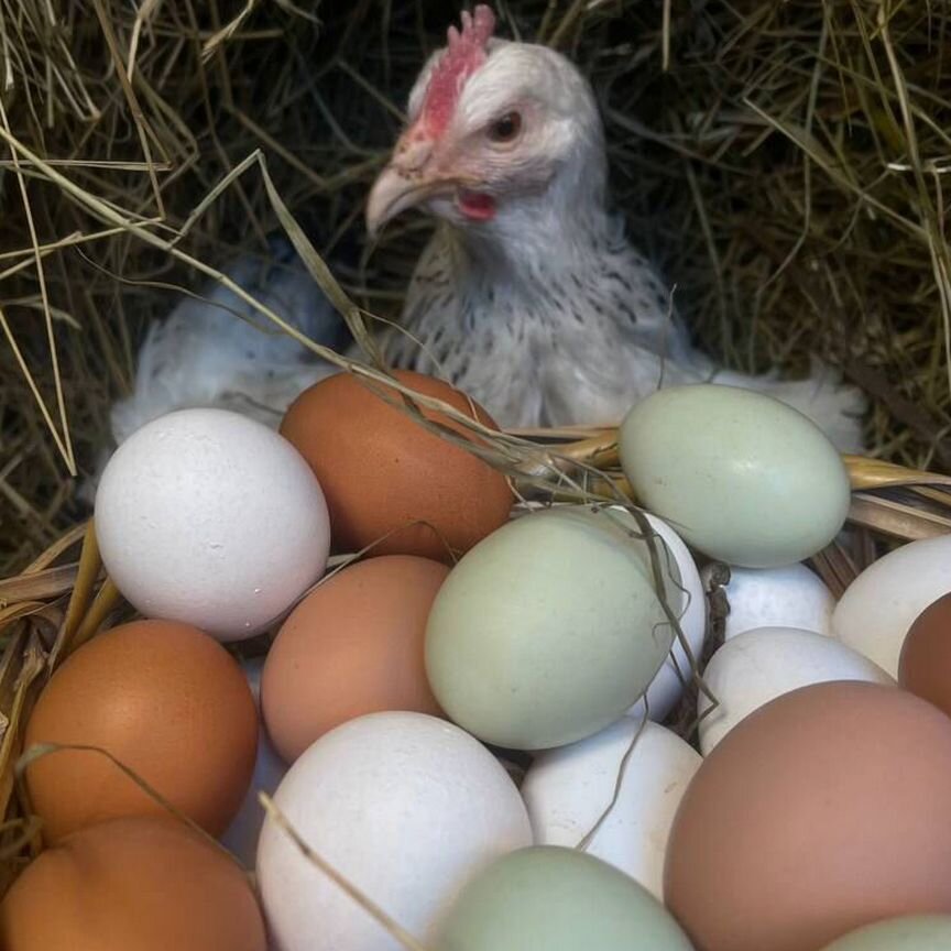 Яйцо фермерское натуральное