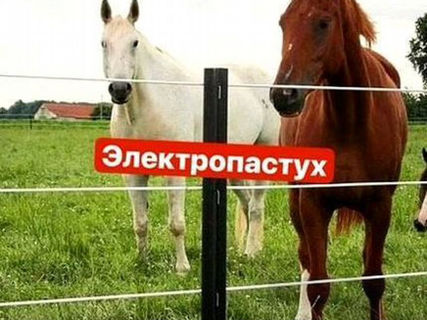 Электропастух для мясных крс