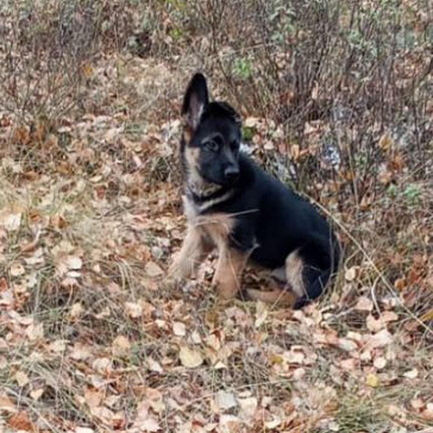 Немецкая овчарка, щенок