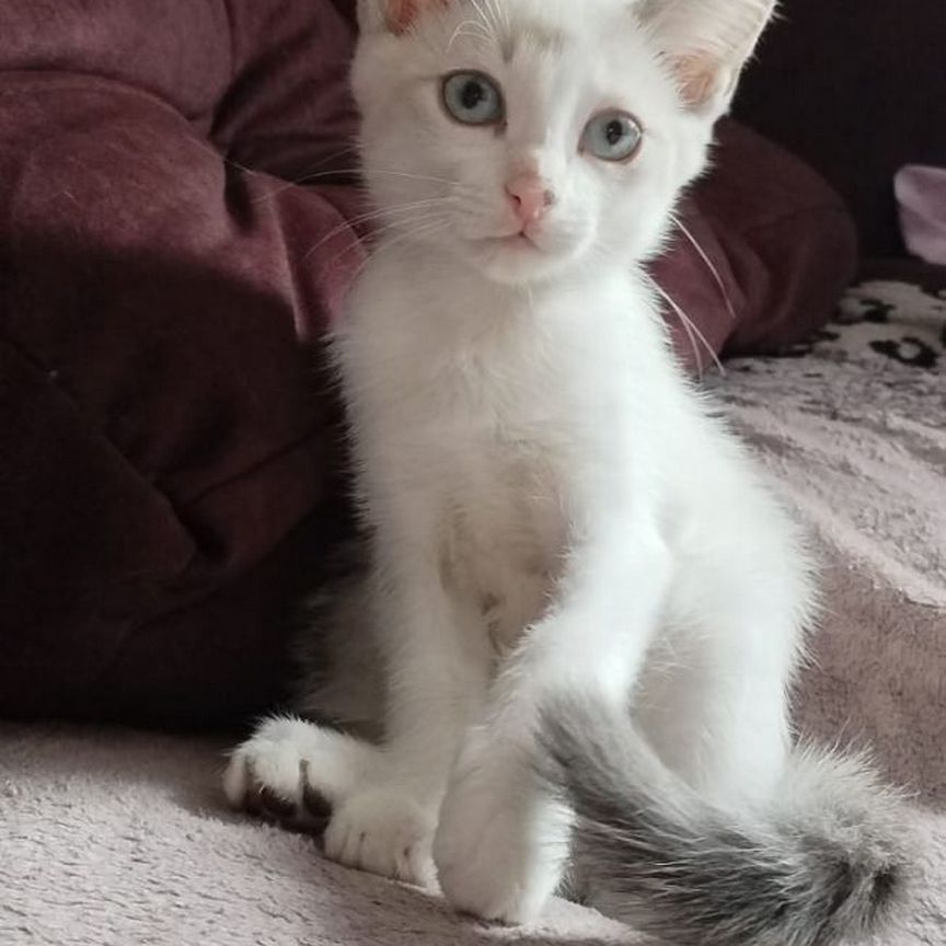Котёнок