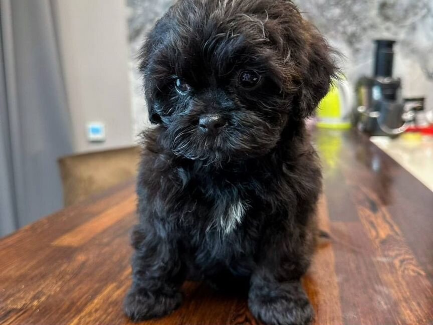 Щенки мальтипу f1 минимальчик