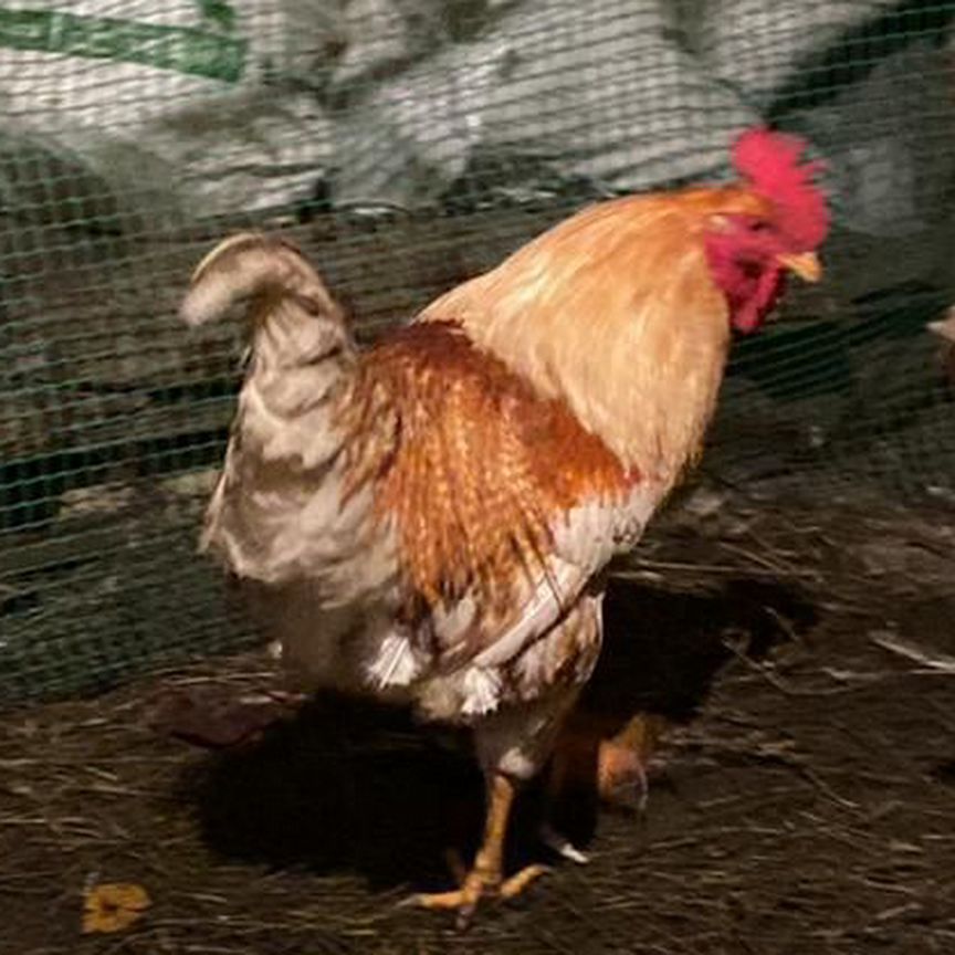 Молодые петухи