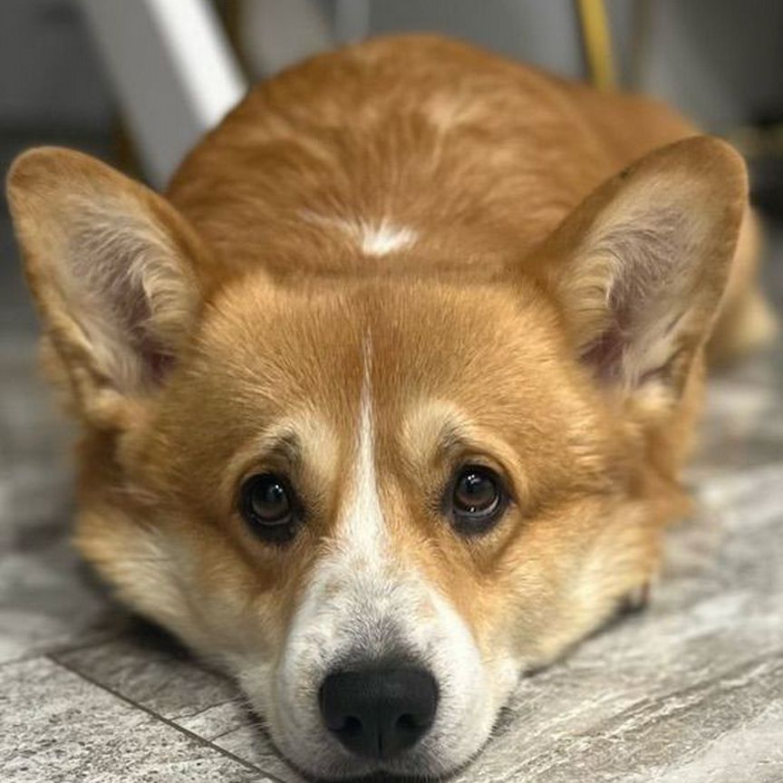 Вельш-корги пемброк щенки