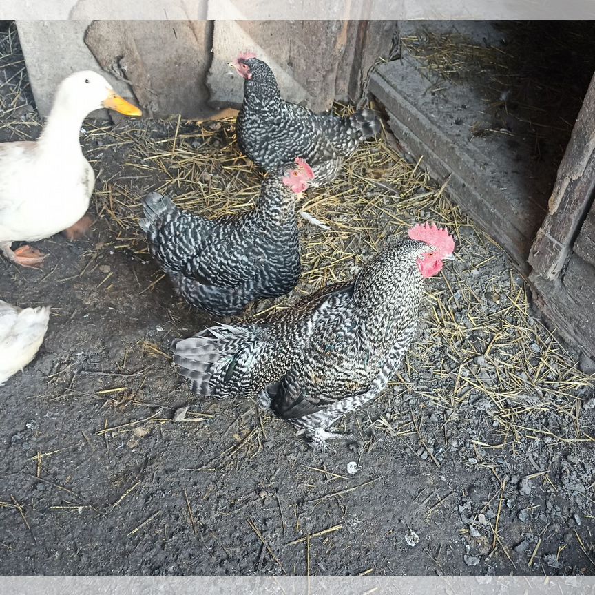 Куры несушки продам