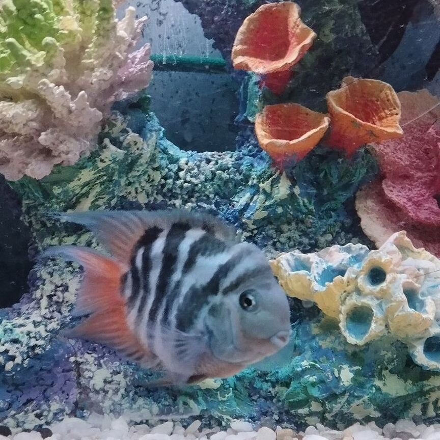 Попугай синий тигровый