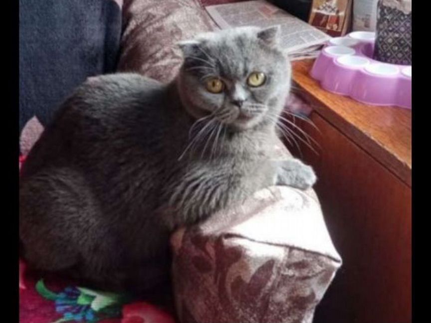 Шотландская вислоухая кошка