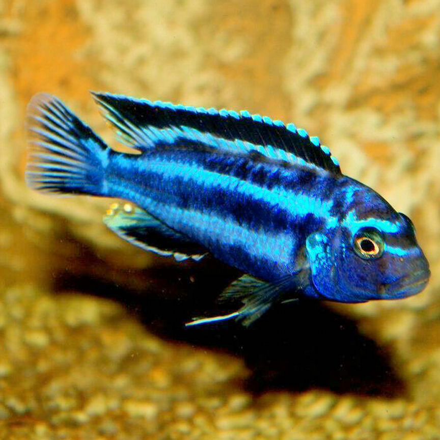 Меланохромис майнгано