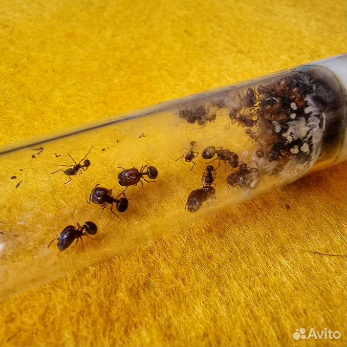 Муравьи гномы Acanthomyrmex glabfemoralis