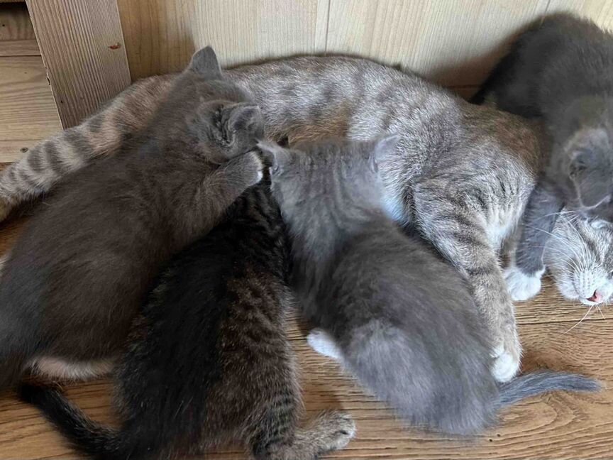 Кошки в добрые руки