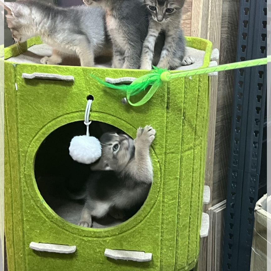 Абиссинский котёнок