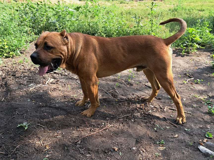 Канарский дог вязка