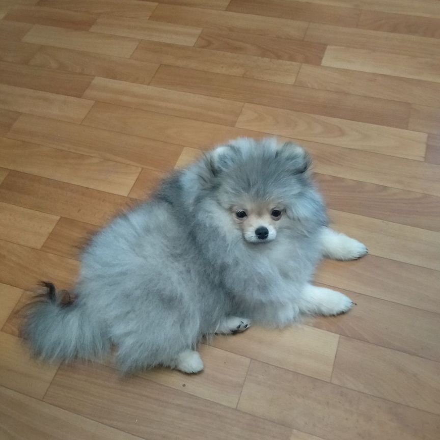 Шпиц немецкий