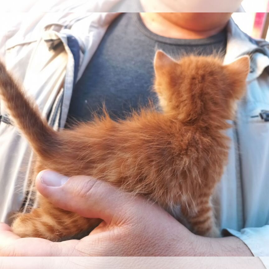 Котята пушистые бесплатно