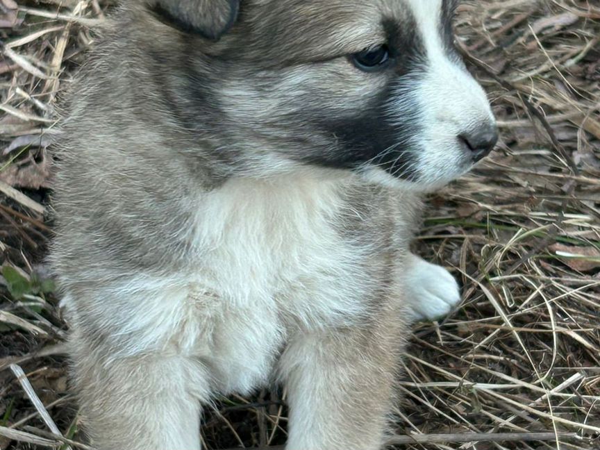 Щенки