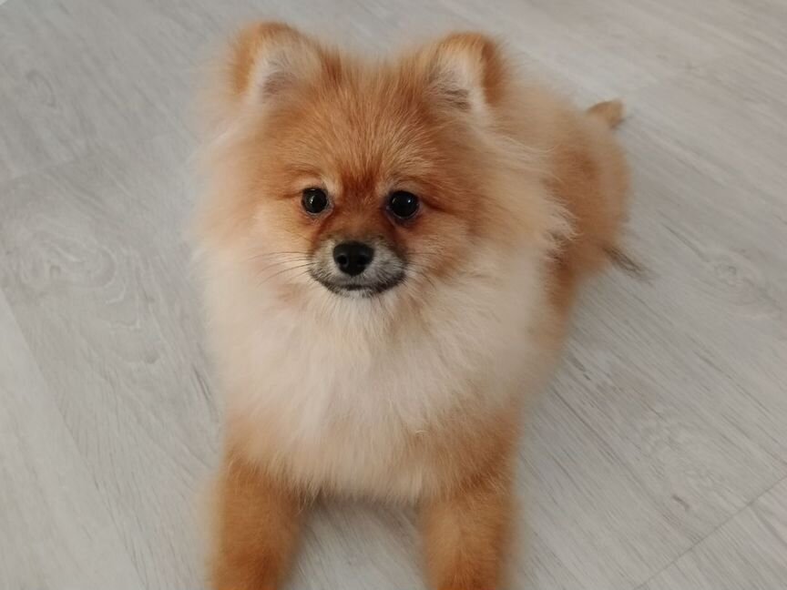 Померанский шпиц мини мальчик