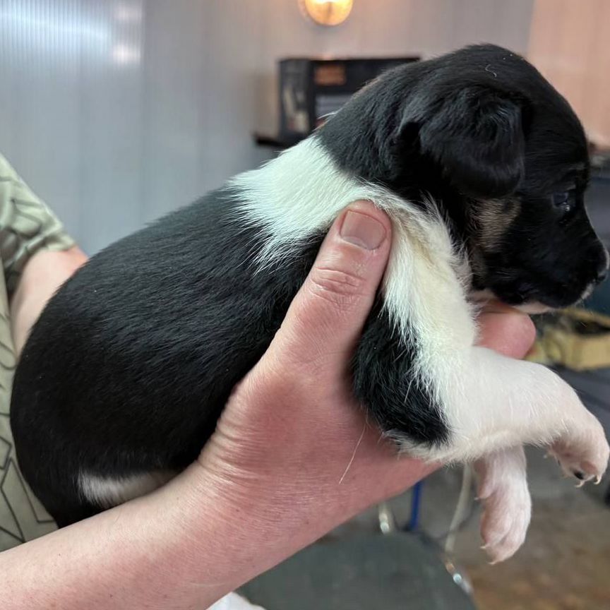 Щенок в добрые руки