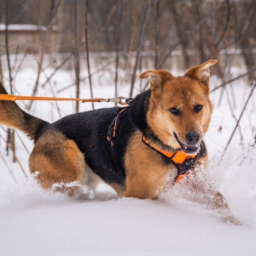 Стеснительная собачка из приюта