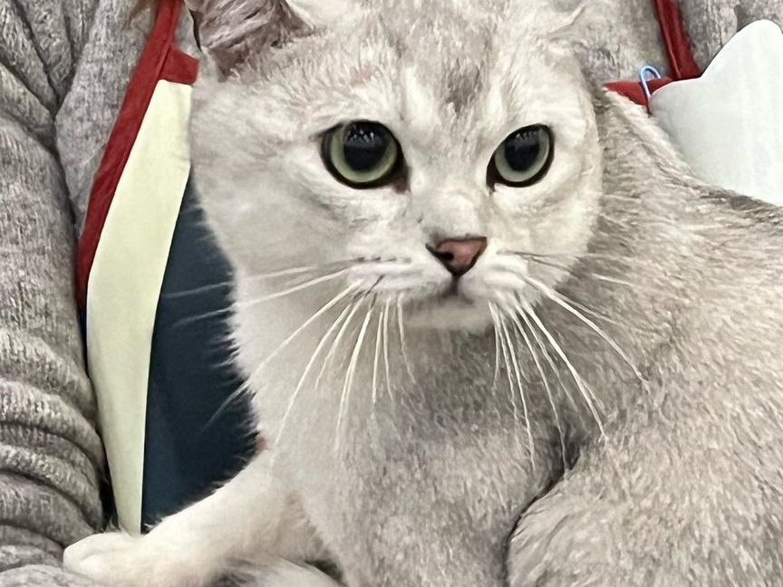 Котята бурмилла