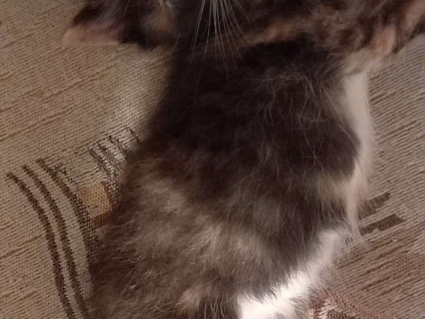 Домашние котята