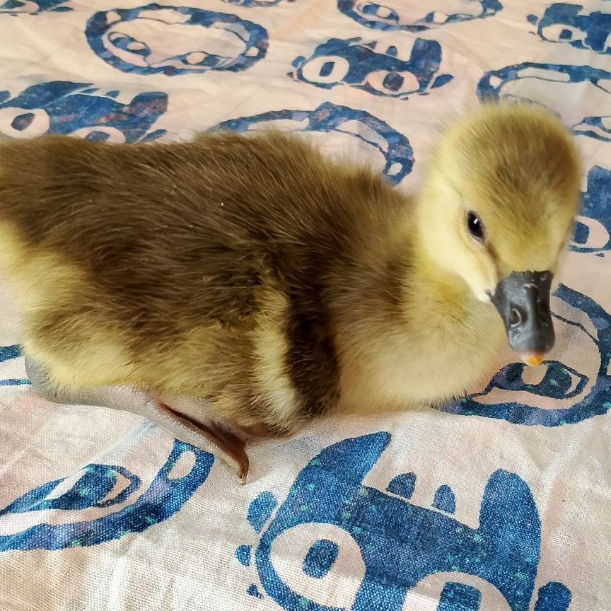 Гусята подрощенные