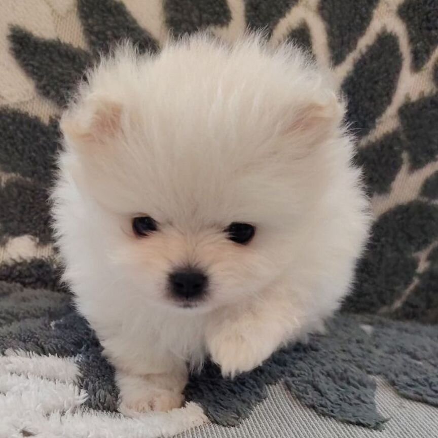 Померанский шпиц, щенок