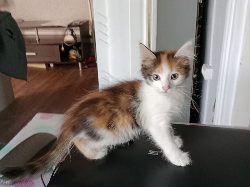 Кошка в дар