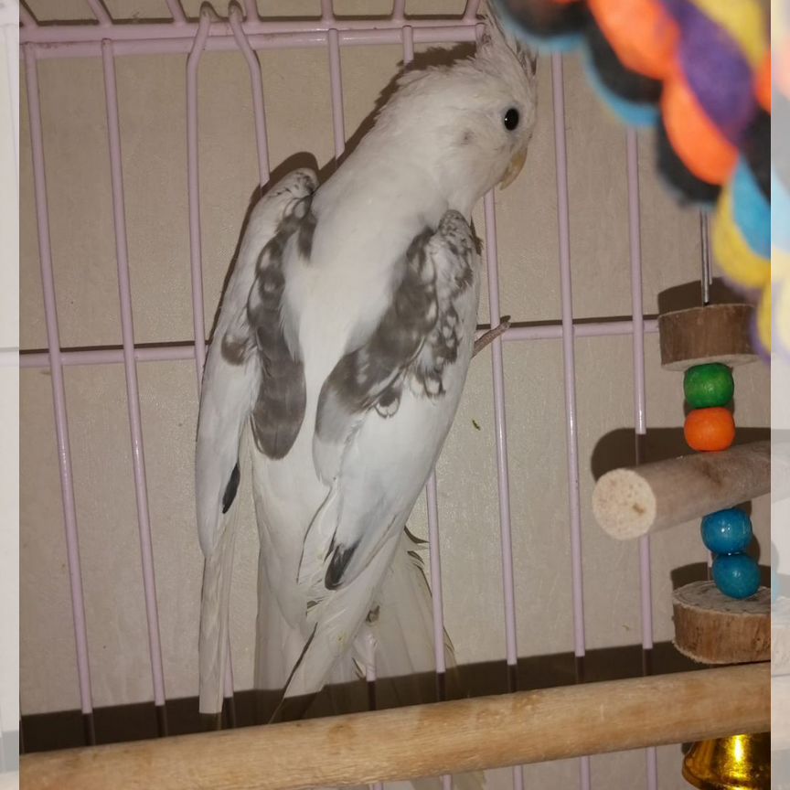 Попугай корелла безщекий