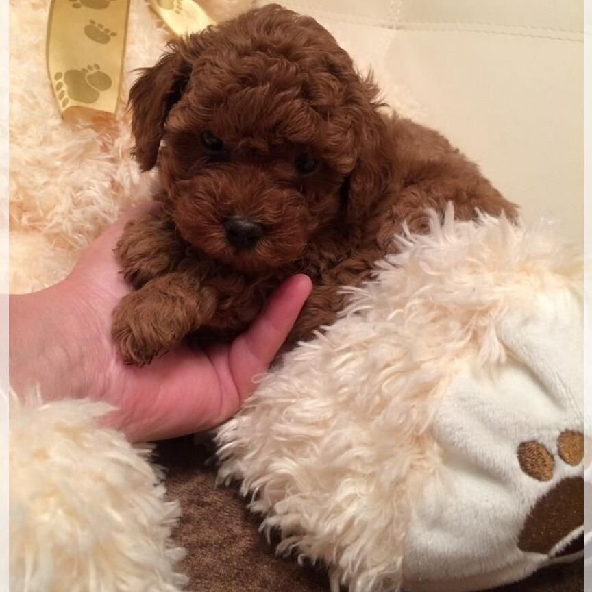 Той-пудель, щенок